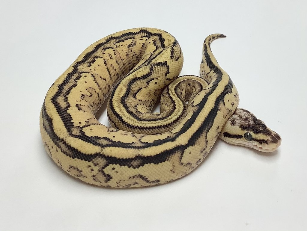 Pastel Super Stripe Ball Python by BHB Reptiles - MorphMarket