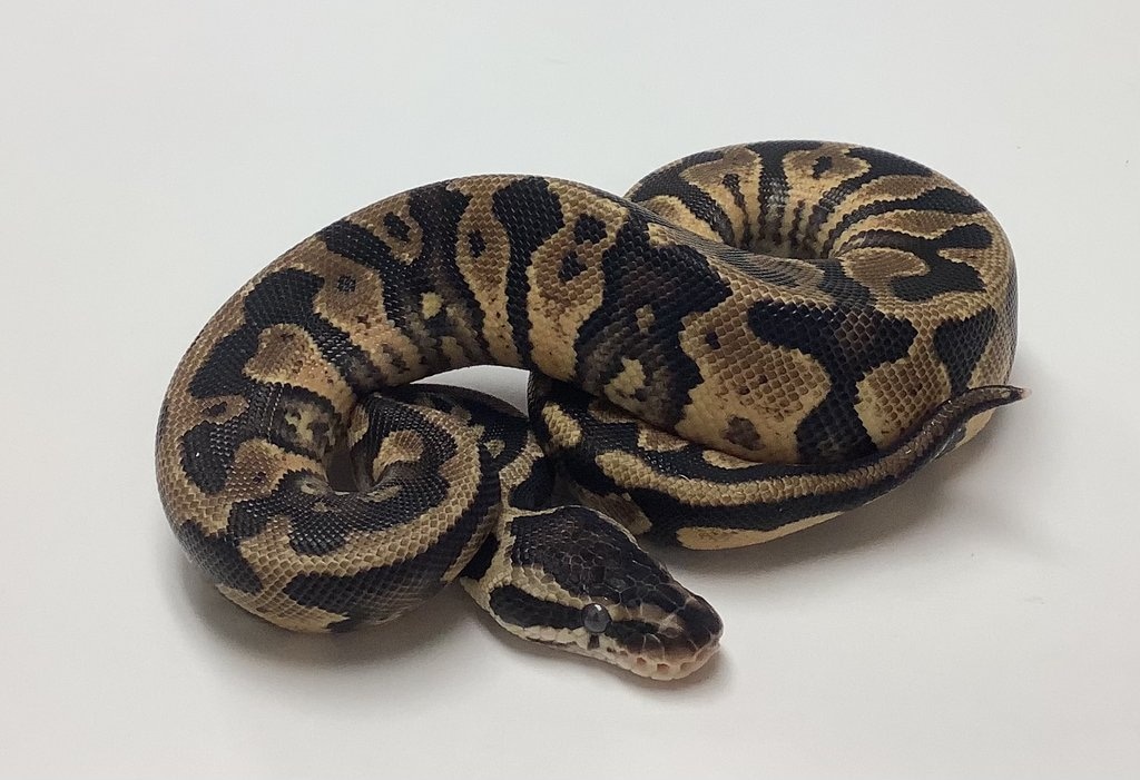 Pastel Red Stripe Yellowbelly Ball Python by BHB Reptiles - MorphMarket