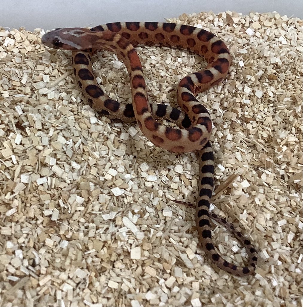 Scaleless Corn Snake by BHB Reptiles - MorphMarket