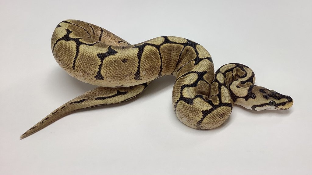 Spider Spector Ball Python by BHB Reptiles - MorphMarket