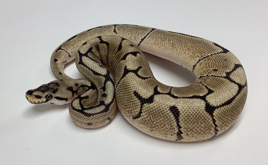 Spider Spector Ball Python by BHB Reptiles