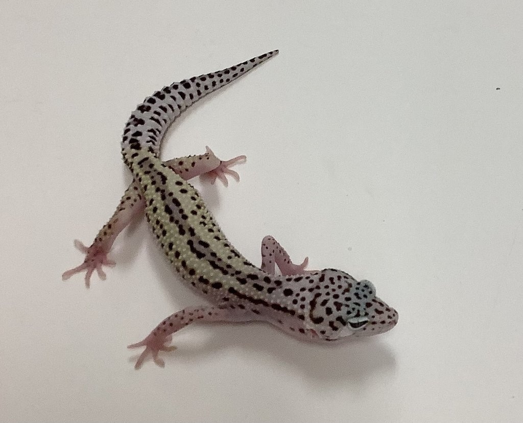 Mack Snow Raptor Reverse Stripe Leopard Gecko by BHB Reptiles - MorphMarket