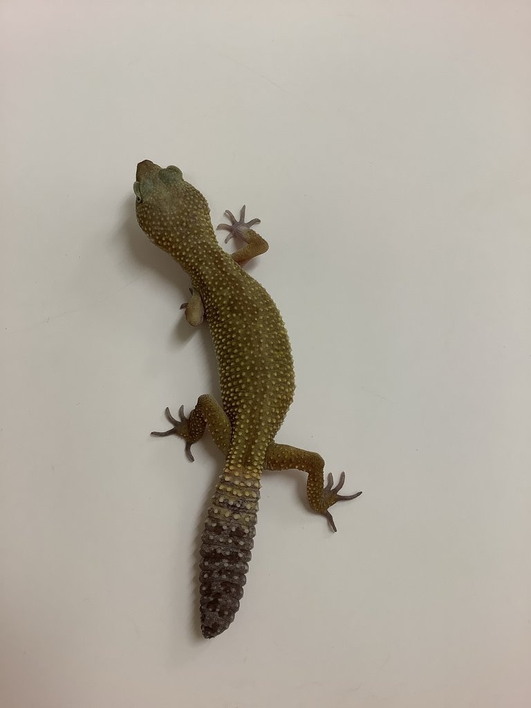 Dark Murphy Patternless Leopard Gecko by BHB Reptiles - MorphMarket