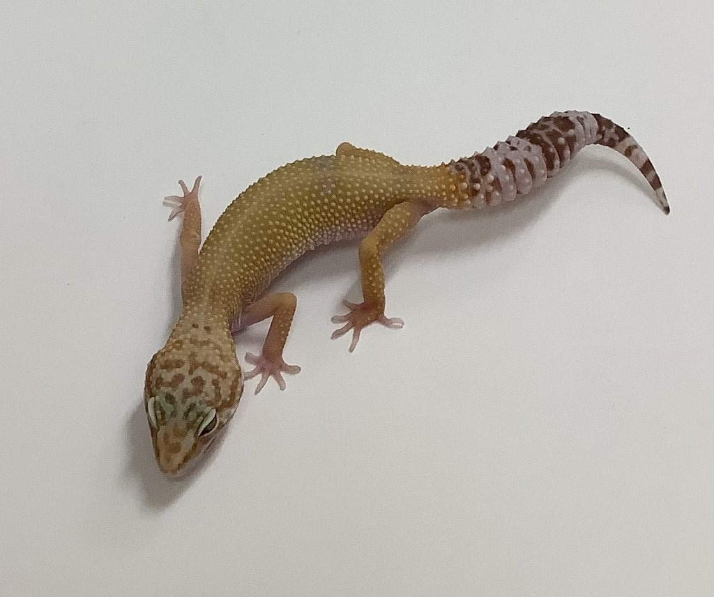 Hypo Mack Snow Tremper Albino Leopard Gecko by BHB Reptiles - MorphMarket