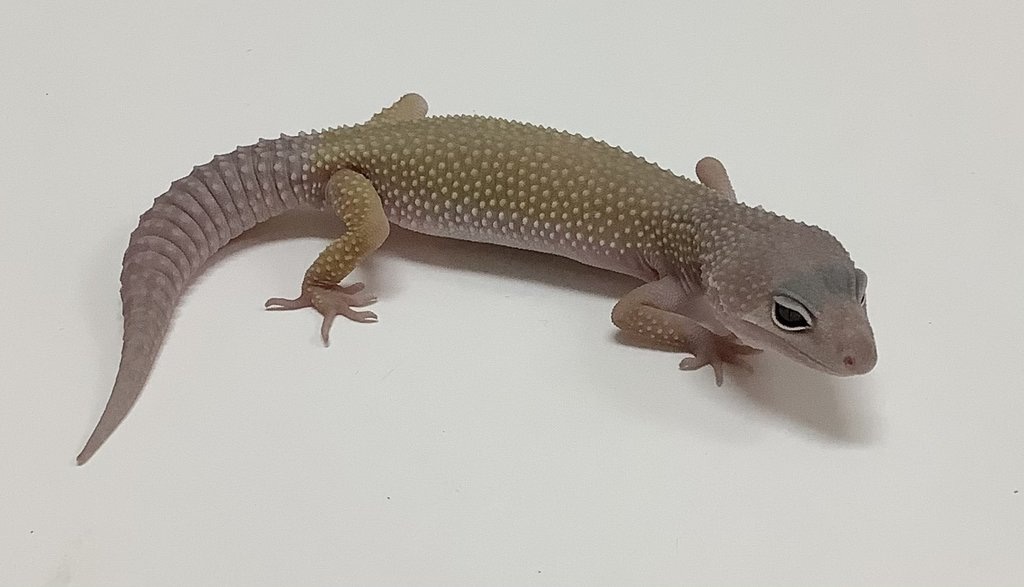 Dark Murphy Patternless Pos Mack Snow Leopard Gecko by BHB Reptiles ...