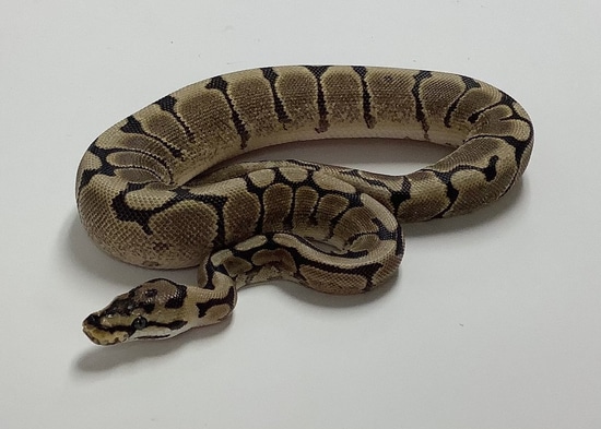 Spider Spector Ball Python by BHB Reptiles