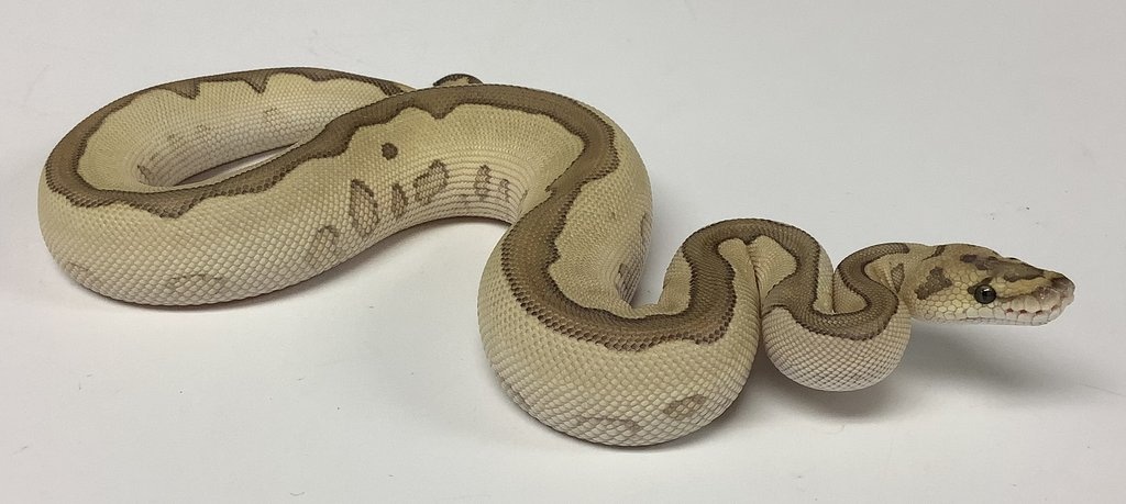 Leopard Lesser Clown Ball Python by BHB Reptiles - MorphMarket