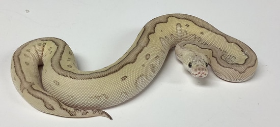 Super Pastel Leopard Lesser Clown Ball Python by BHB Reptiles