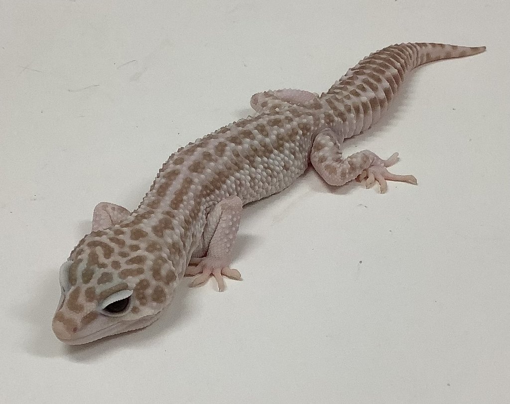 Albino Tremper Super Snow Pos Het Murphy Patternless Leopard Gecko by ...