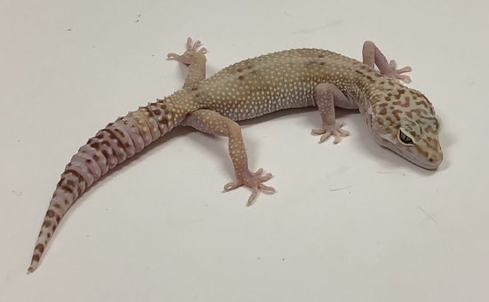 Hypo Mack Snow Tremper Albino W/Y Leopard Gecko by BHB Reptiles