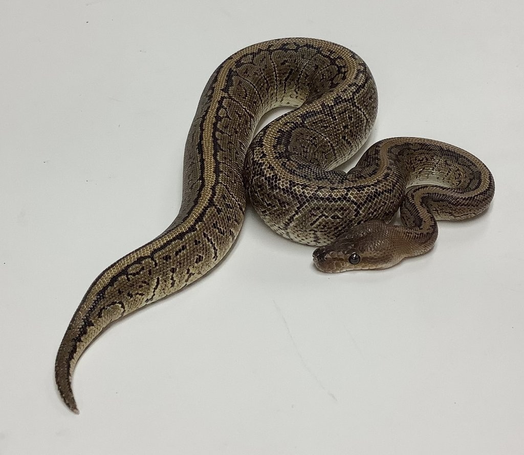 Mahogany Pinstripe Spector Ball Python by BHB Reptiles - MorphMarket