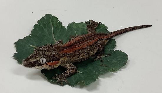 Normal Gargoyle Gecko by BHB Reptiles