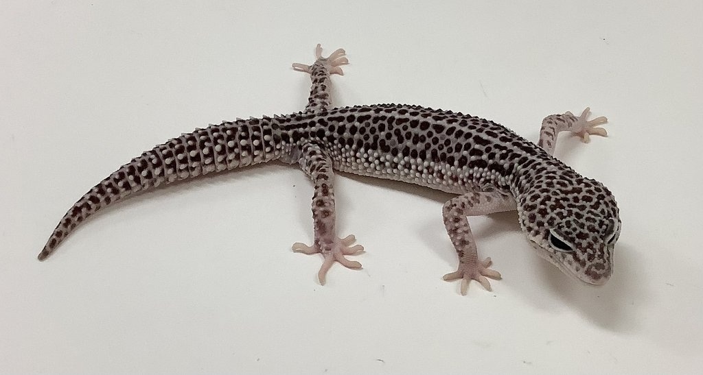 Super Snow Pos Het Murphy Patternless, Tremper Albino & Eclipse Leopard ...