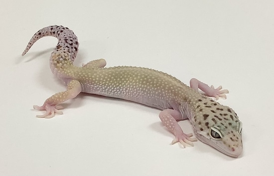 Super Hypo Mack Snow W/Y Eclipse Leopard Gecko by BHB Reptiles