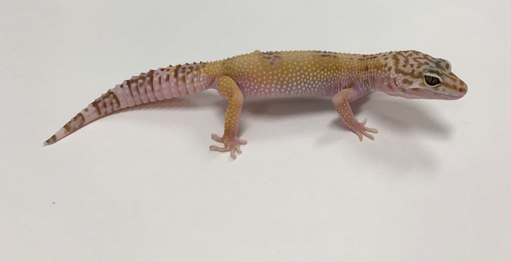 Hypo Mack Snow Tremper Albino Pos Het Eclipse Leopard Gecko by BHB ...