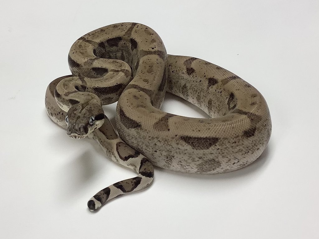 Ghost Boa Constrictor by BHB Reptiles - MorphMarket