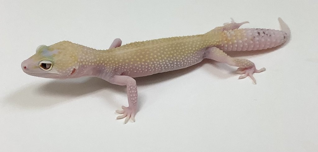 Pastel Super Hypo Mack Snow W/Y Eclipse Leopard Gecko by BHB Reptiles ...