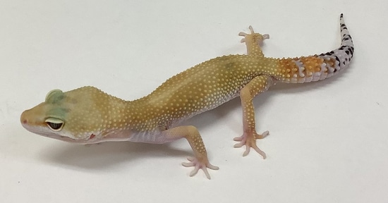 Super Hypo Tangerine Carrot Tail Pos Het Tremper Leopard Gecko by BHB ...