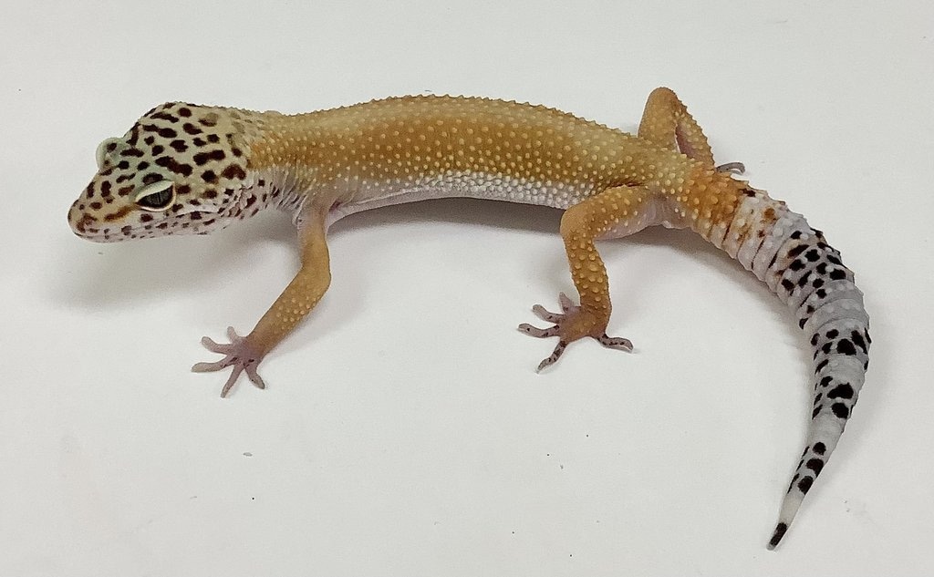 Super Hypo Tangerine Carrot Tail Leopard Gecko by BHB Reptiles ...