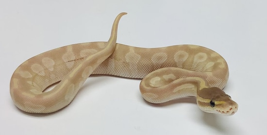 Crystal Ball Python by BHB Reptiles