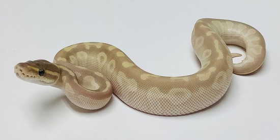 Crystal Ball Python by BHB Reptiles