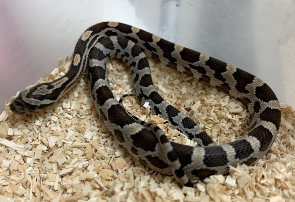 Normal Corn Snake by BHB Reptiles - MorphMarket