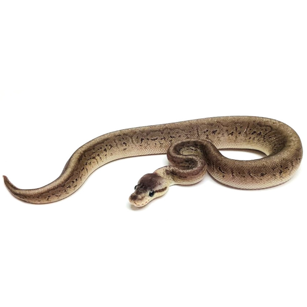 Black Pewter Cypress Pinstripe Ball Python by BHB Reptiles - MorphMarket