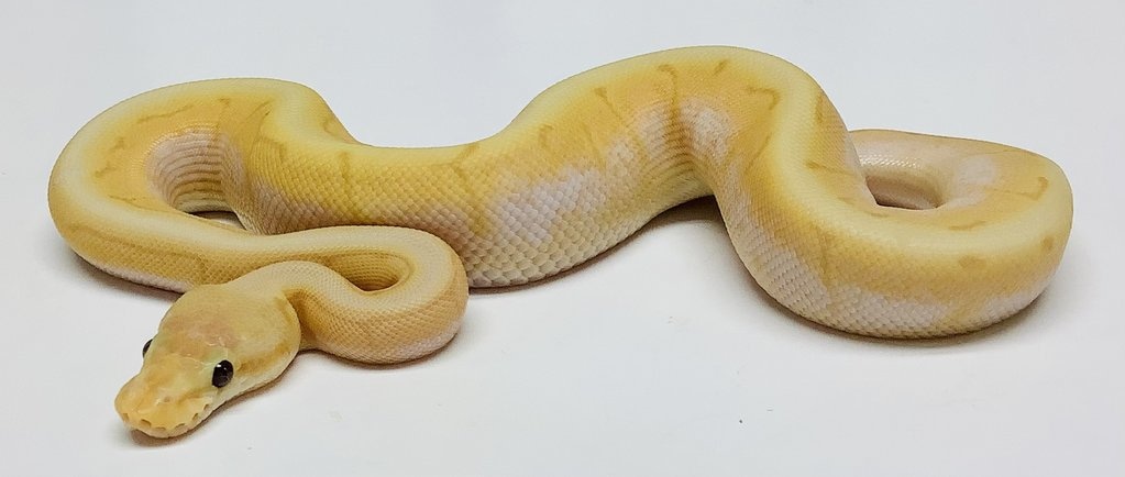 Banana Spinner Ball Python by BHB Reptiles - MorphMarket