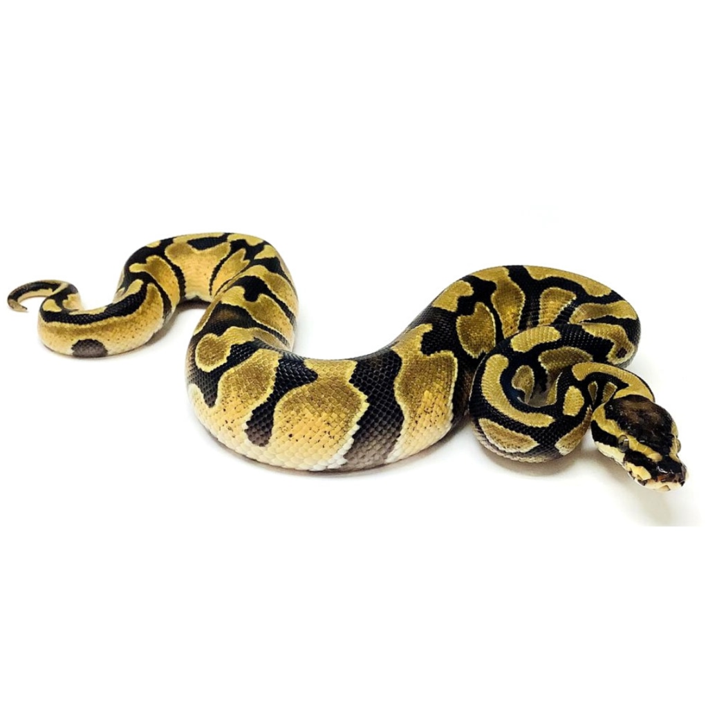 Enchi Het Pied Ball Python by BHB Reptiles - MorphMarket