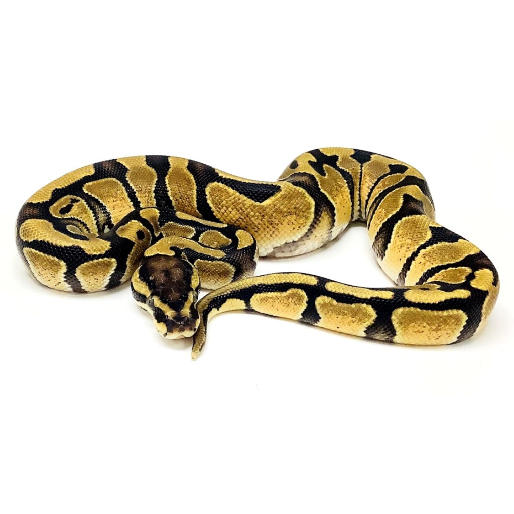 Enchi Het Pied Ball Python by BHB Reptiles - MorphMarket