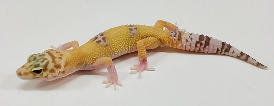 Sunglow Marble Eye Leopard Gecko by BHB Reptiles