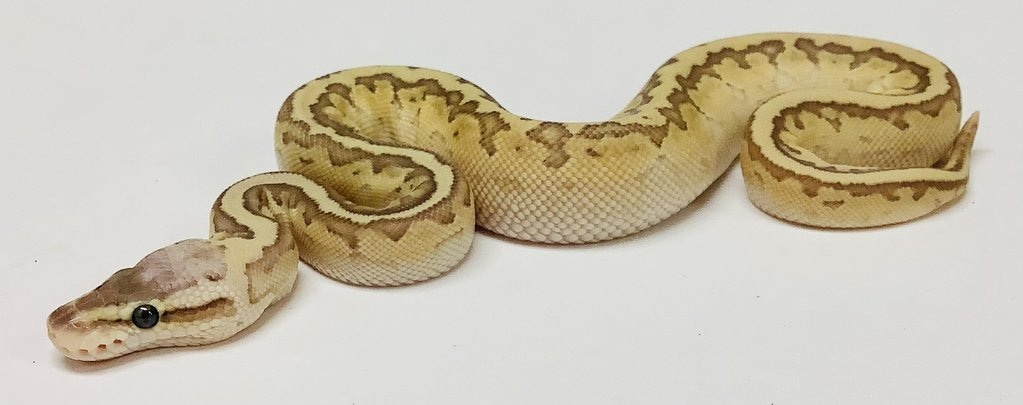 Pastel Kingpin Ball Python by BHB Reptiles - MorphMarket