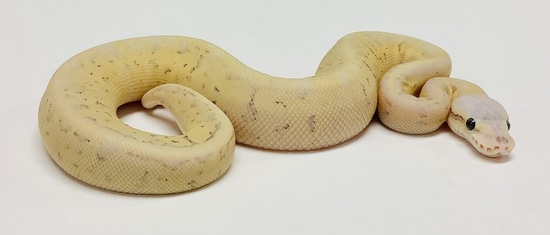 Super Dragonfly Ball Python by BHB Reptiles