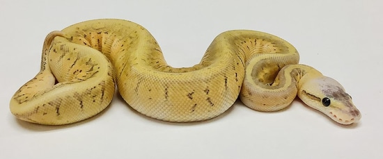 Superblast Ball Python by BHB Reptiles