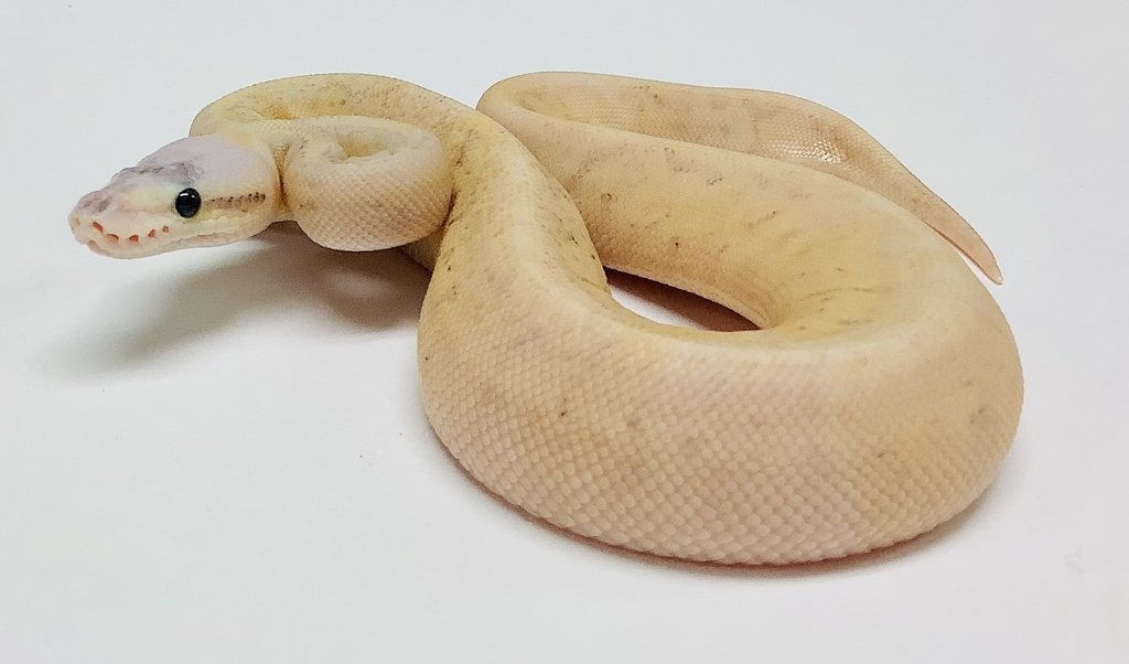 Super Dragonfly Ball Python by BHB Reptiles - MorphMarket