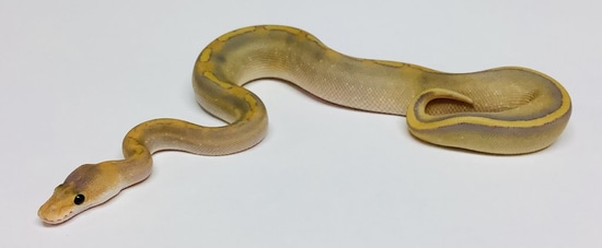 Mimosa Ball Python by BHB Reptiles