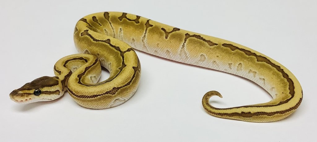 Bongo Pinstripe Lesser Ball Python by BHB Reptiles - MorphMarket