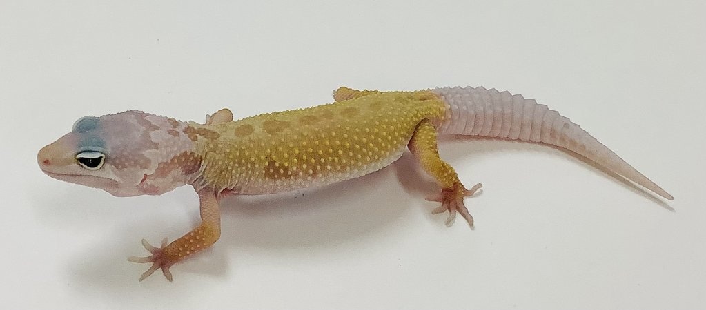 Murphy Patternless Leopard Gecko by BHB Reptiles - MorphMarket