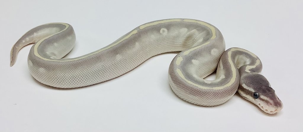 Mystic Potion Ball Python by BHB Reptiles - MorphMarket