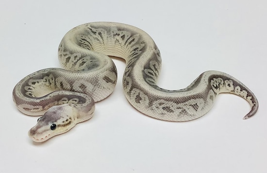 Silver Streak Cypress Ball Python by BHB Reptiles