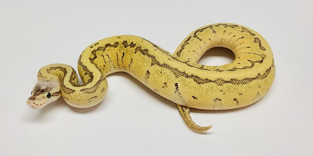 Lemonblast Spector Ball Python by BHB Reptiles - MorphMarket