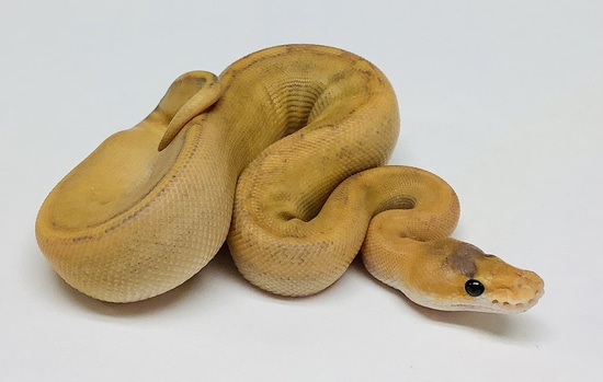 Mimosa Ball Python by BHB Reptiles