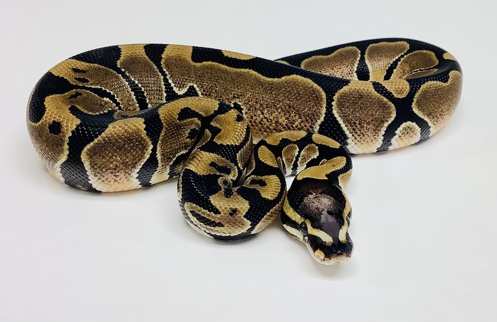 Scaleless Head Ball Python by BHB Reptiles - MorphMarket