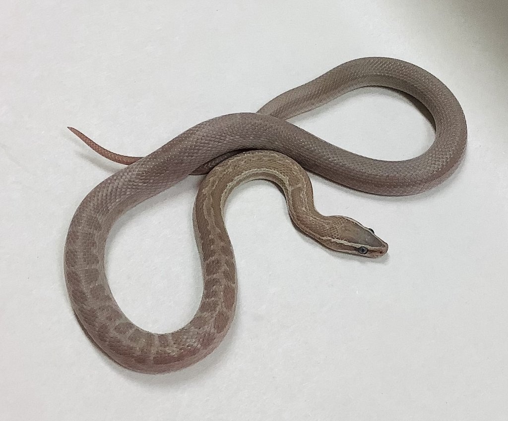 Hypo 66% Het T-Albino-African House Snake by BHB Reptiles - MorphMarket