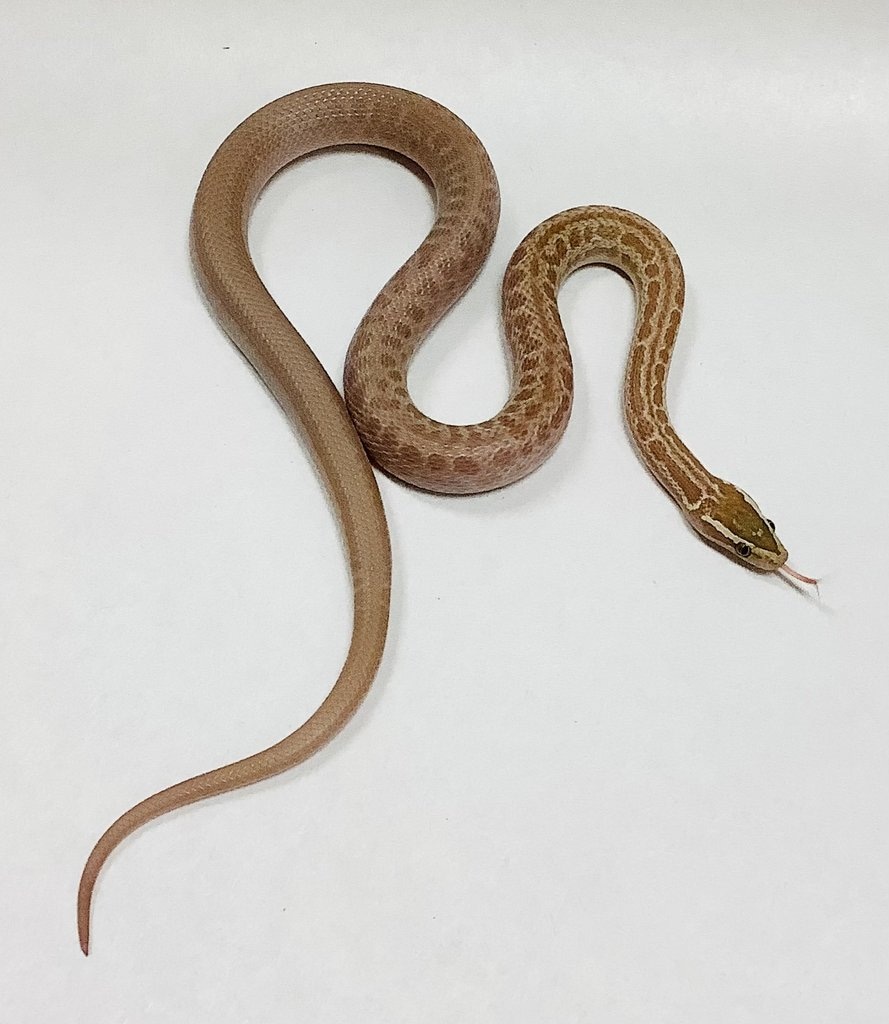 Hypo 66% Het T-Albino-African House Snake by BHB Reptiles - MorphMarket