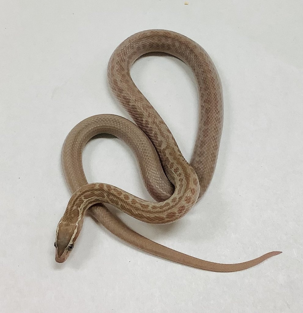 Hypo-African House Snake by BHB Reptiles - MorphMarket