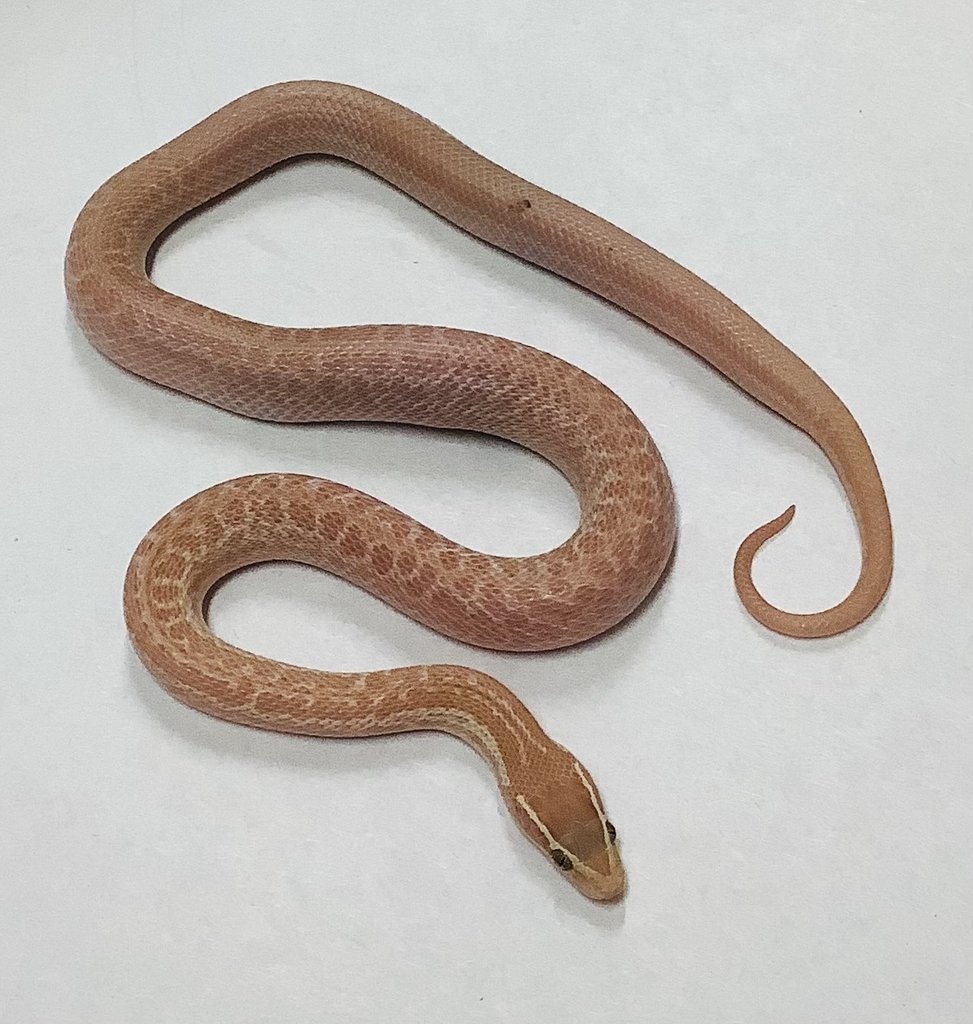 T+Sunglow 66% Het T-Albino-African House Snake by BHB Reptiles ...