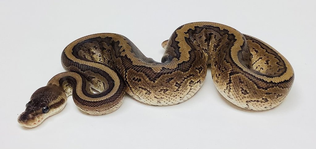Cinnamon Pinstripe Ball Python by BHB Reptiles - MorphMarket