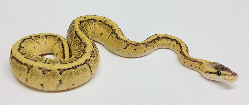 Dragonfly Het VPI Axanthic Ball Python by BHB Reptiles - MorphMarket