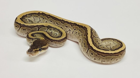Jigsaw Ball Python by BHB Reptiles